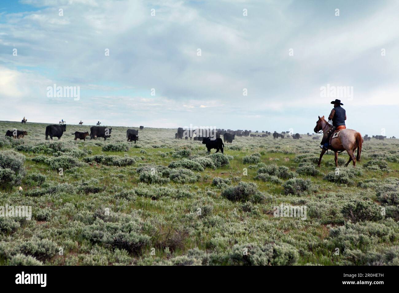 USA, Wyoming, Encampment, cowboys move cattle towards a corral to be ...