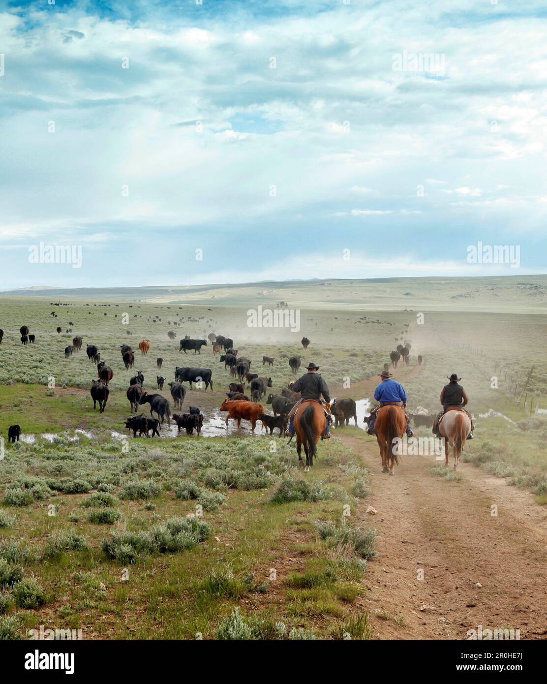 USA, Wyoming, Encampment, cowboys move cattle towards a corral to be ...