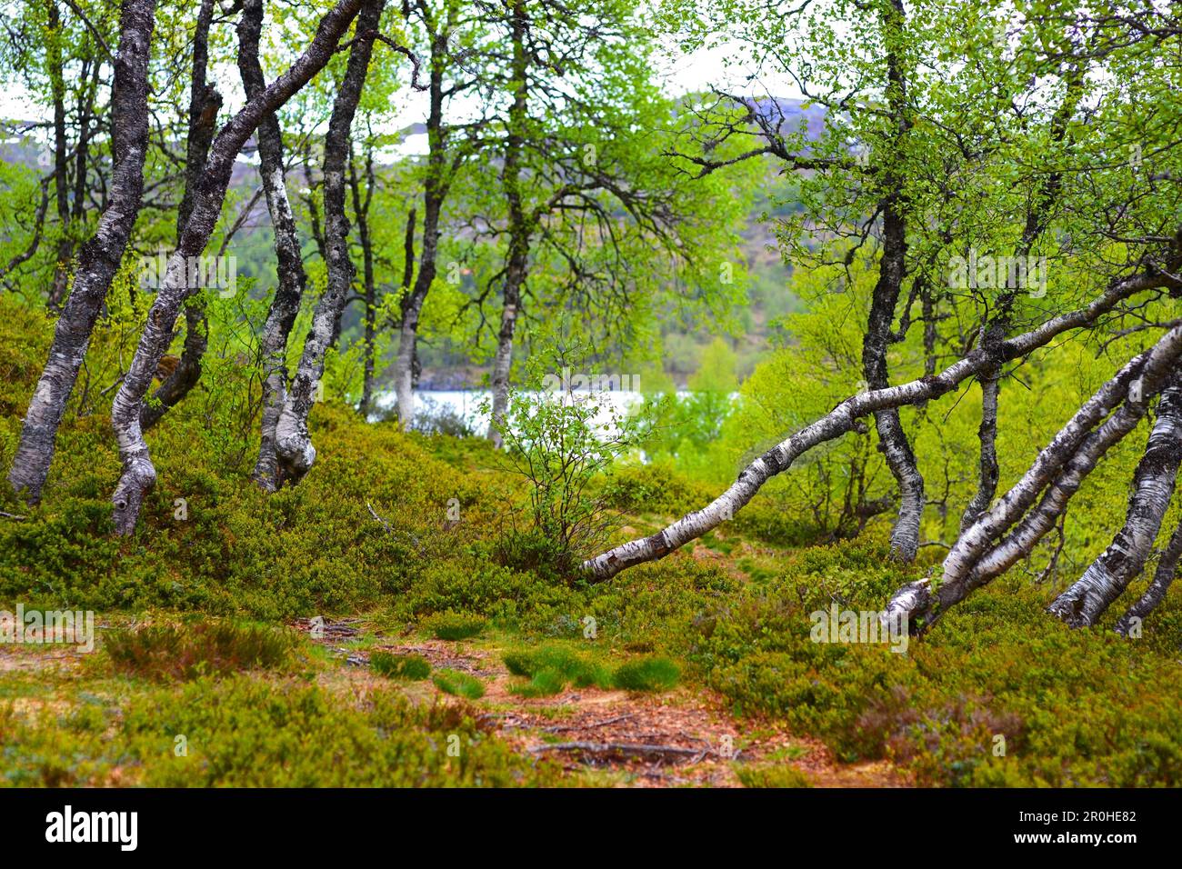 birch (Betula spec.), swamp forest at a lake, Germany Stock Photo - Alamy