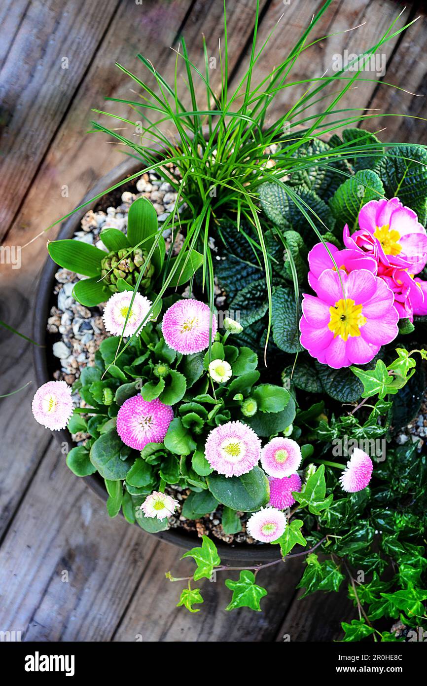 bowl planted with Bellis, primrose, hyacinth and ivy Stock Photo - Alamy