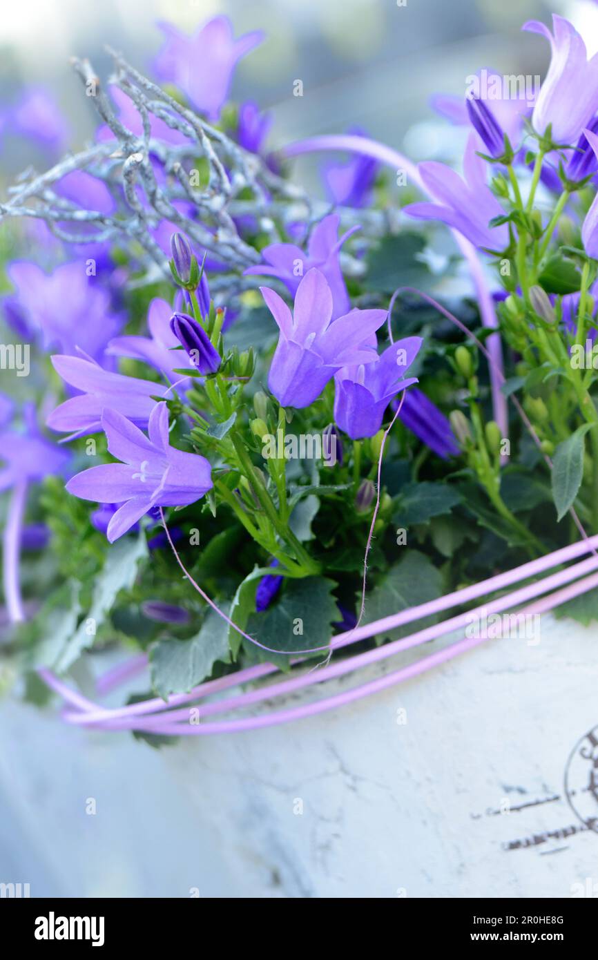 Dalmatian bellflower, Adria bellflower, Wall bellflower (Campanula ...