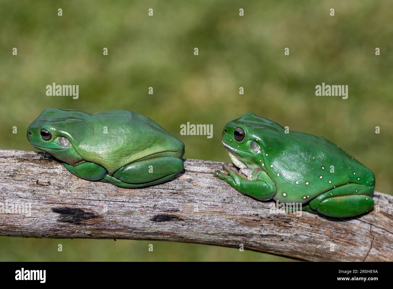 Australian Green Tree Frog pair Stock Photo - Alamy