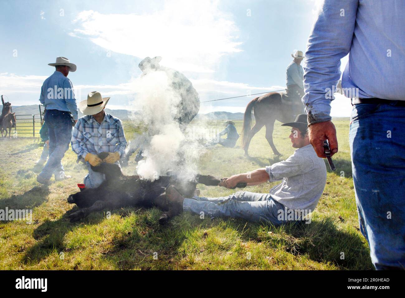 USA, Wyoming, Encampment, cowboys brand cattle at Big Creek Ranch Stock ...