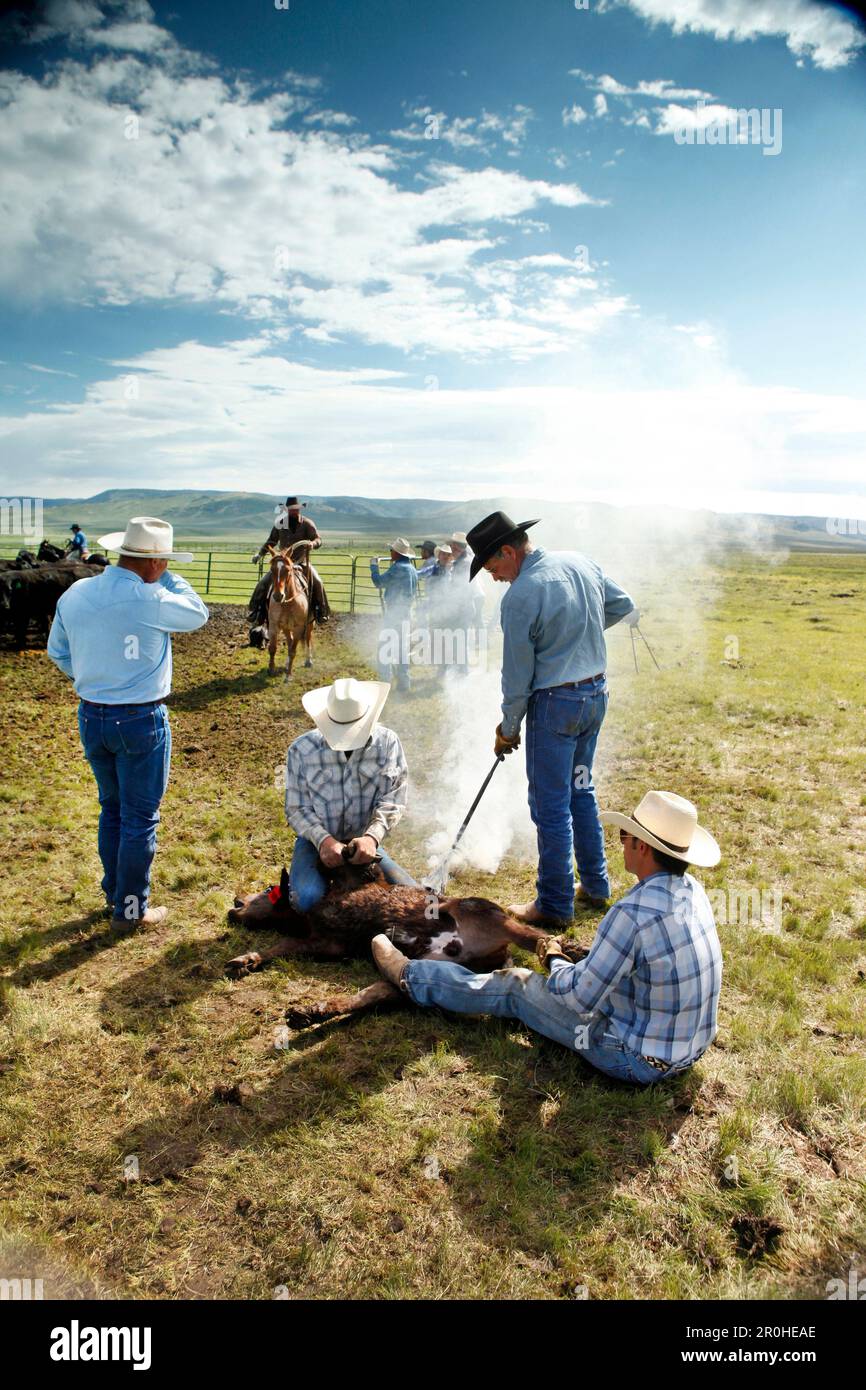 USA, Wyoming, Encampment, cowboys brand cattle at Big Creek Ranch Stock ...