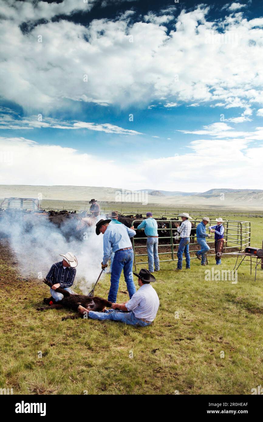 USA, Wyoming, Encampment, cowboys brand cattle at Big Creek Ranch Stock ...