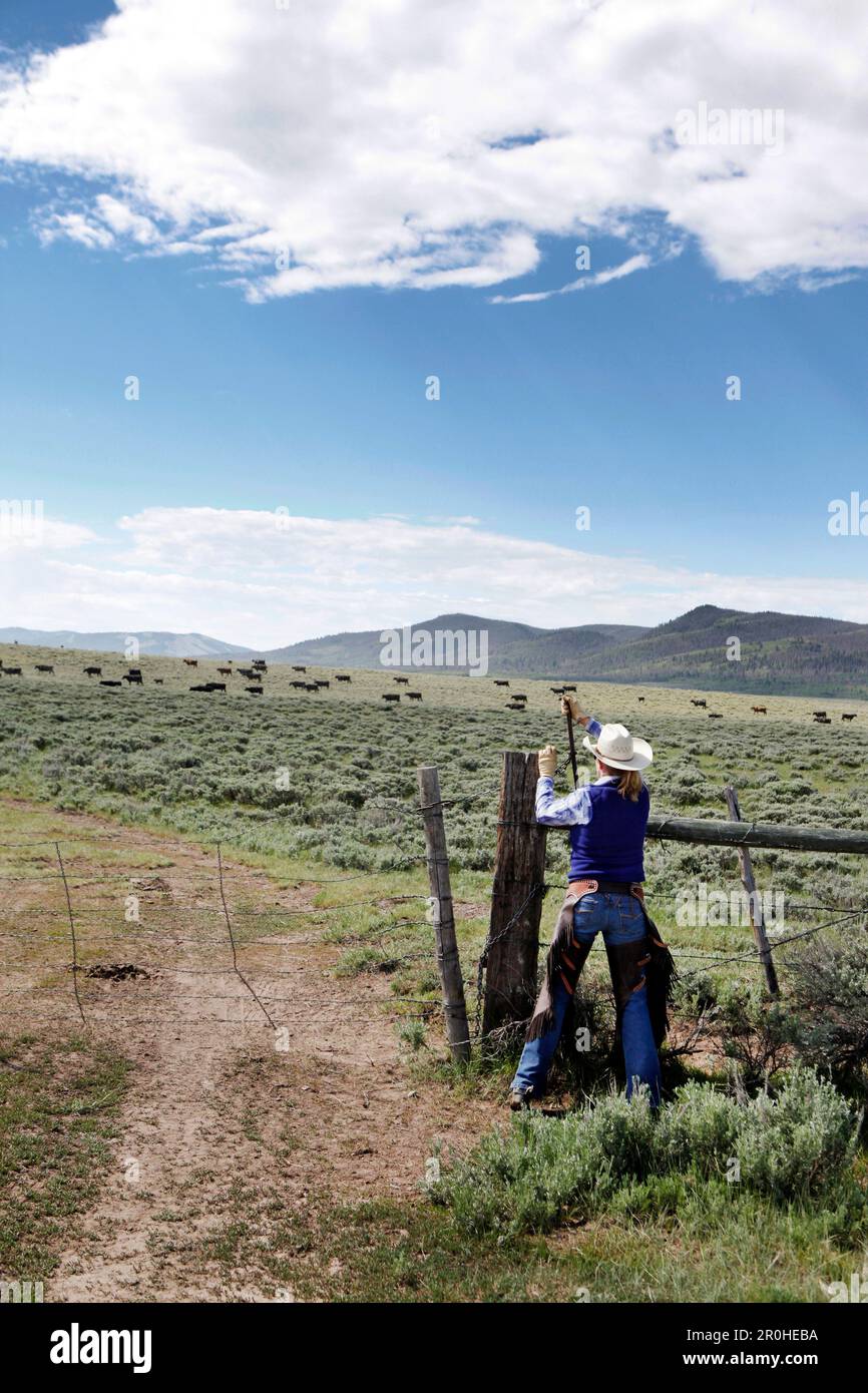 USA, Wyoming, Encampment, cowgirl closes a barbwire fence, Big Creek ...