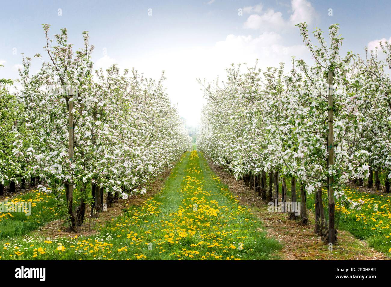 apple tree (Malus domestica), blooming apple tree plantation, Germany ...
