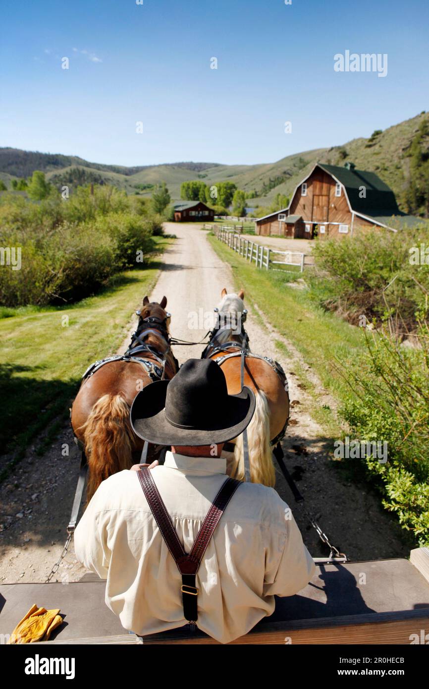 Cowboy driving horses hi-res stock photography and images - Alamy