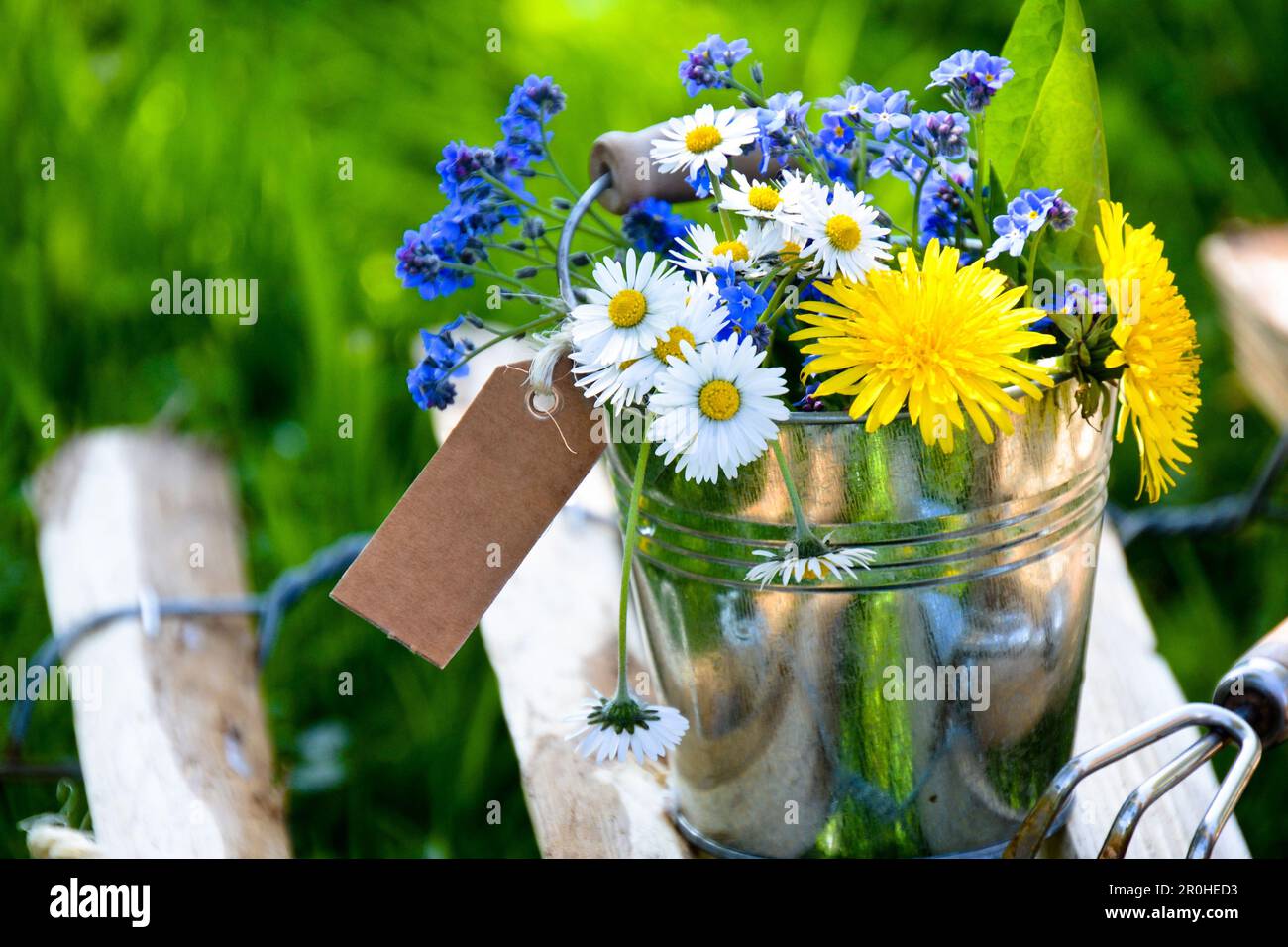 zinc bucket with dandelion, daisy and forget-me-nots als garden ...