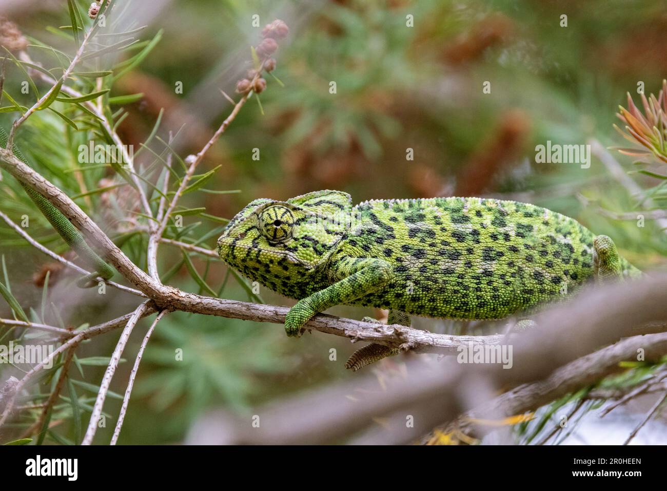Mediterranean chameleon, African chameleon, common chameleon (Chamaeleo ...