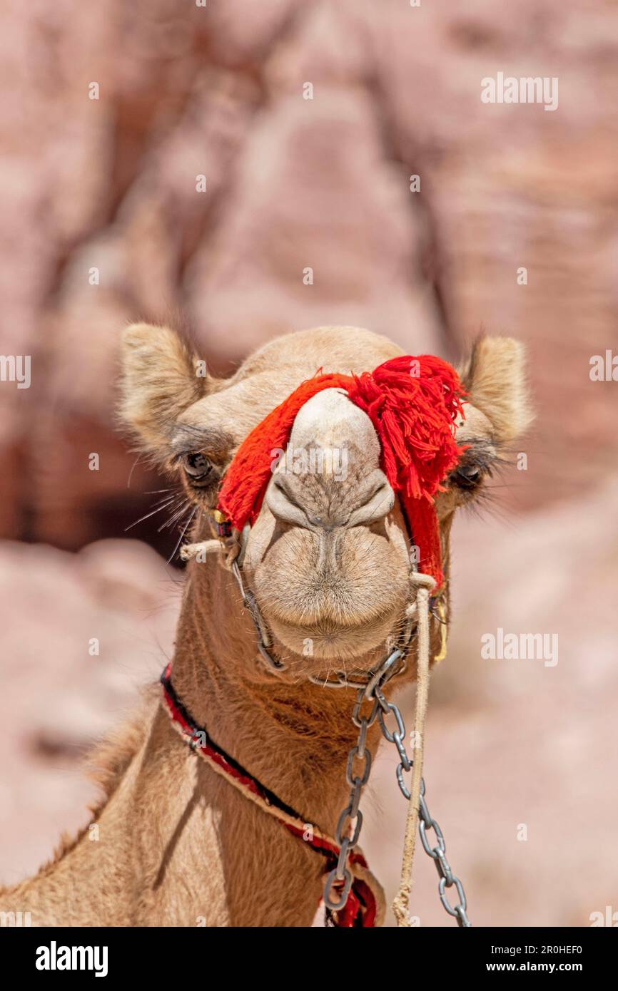 Bactrian camel, two-humped camel (Camelus bactrianus), chained tame ...