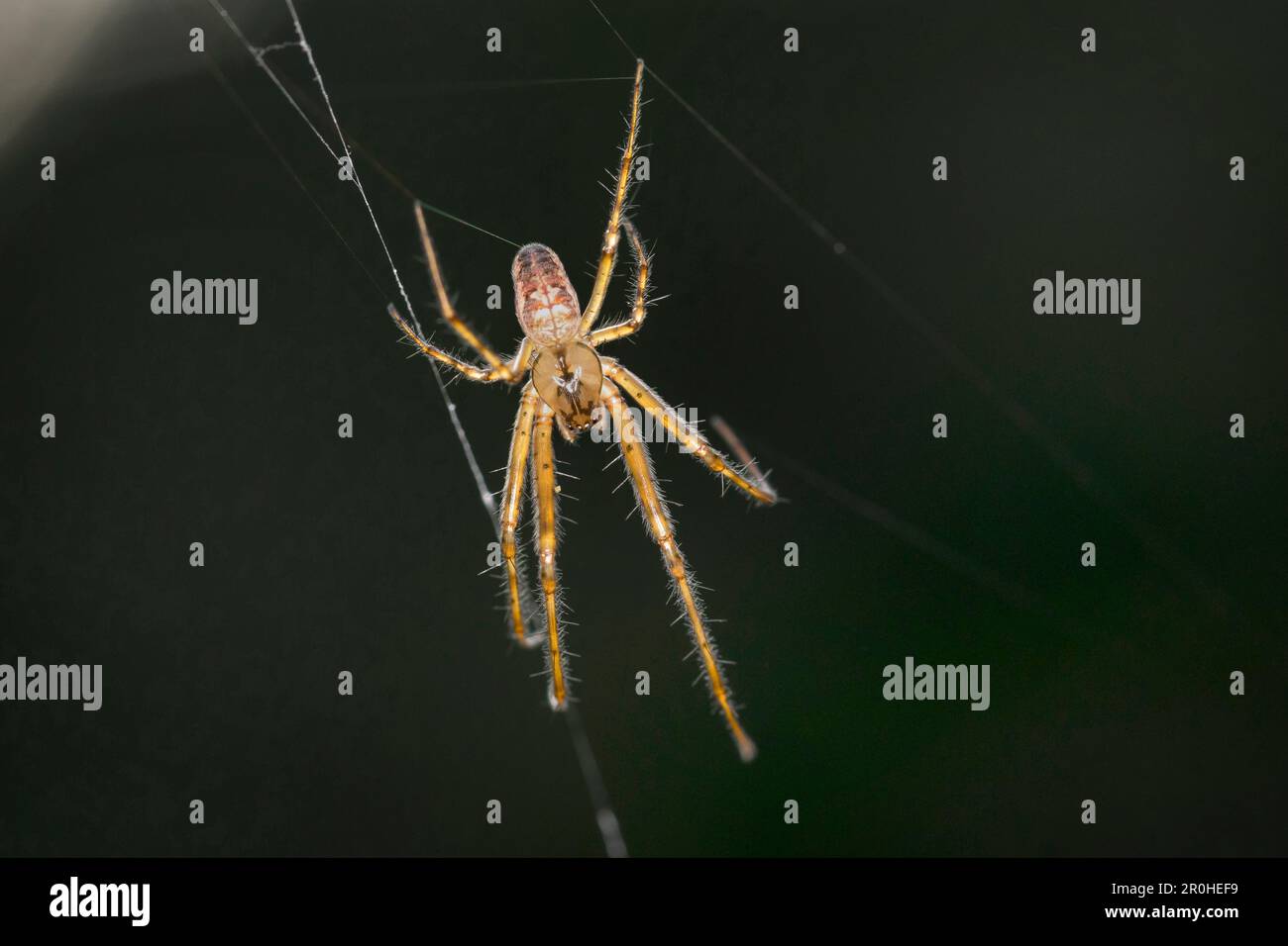 Autumn orbweaver (Metellina cf. segmentata, Meta cf. segmentata), male ...
