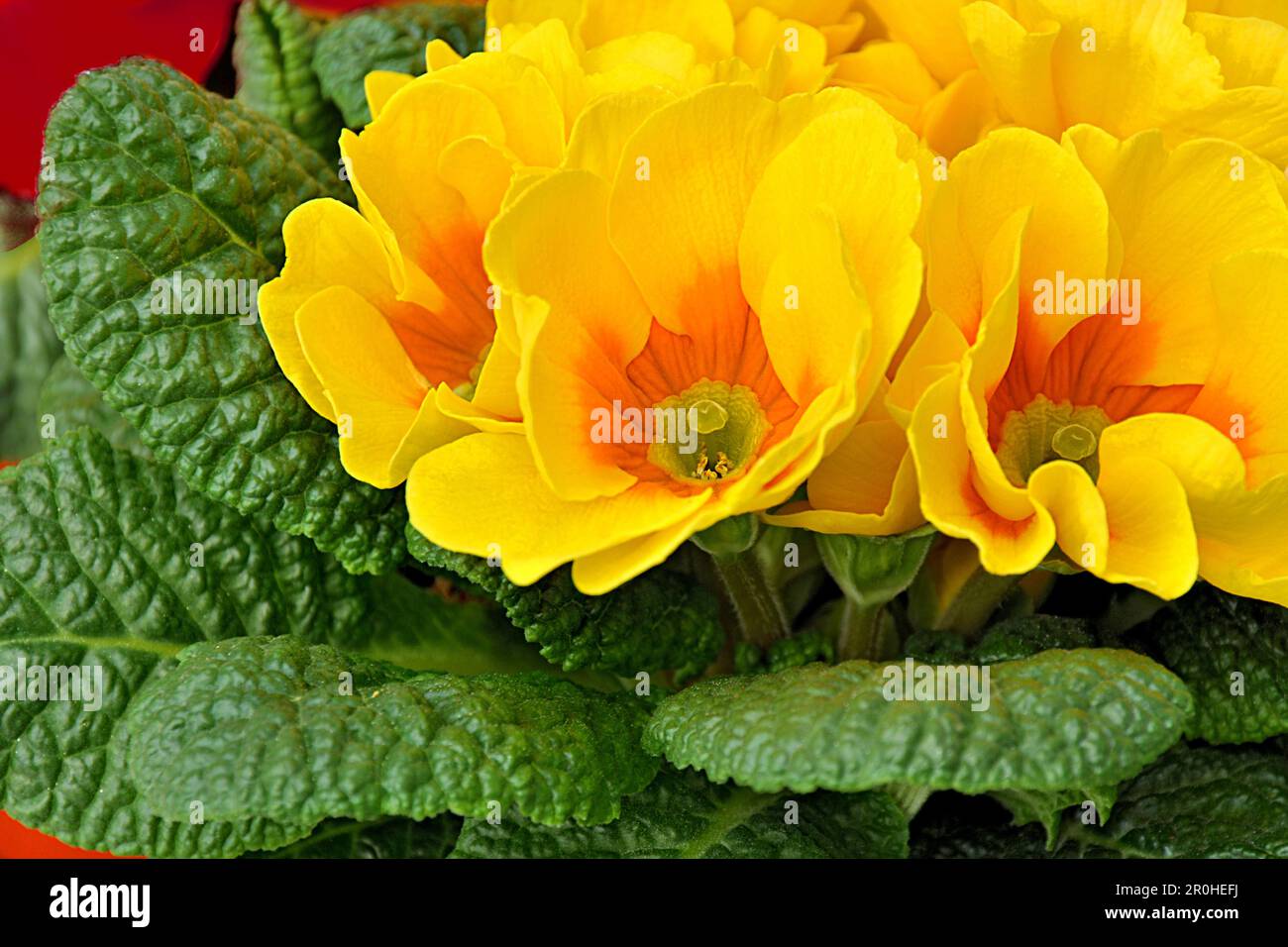 true English primrose (Primula acaulis, Primula vulgaris), flowers ...