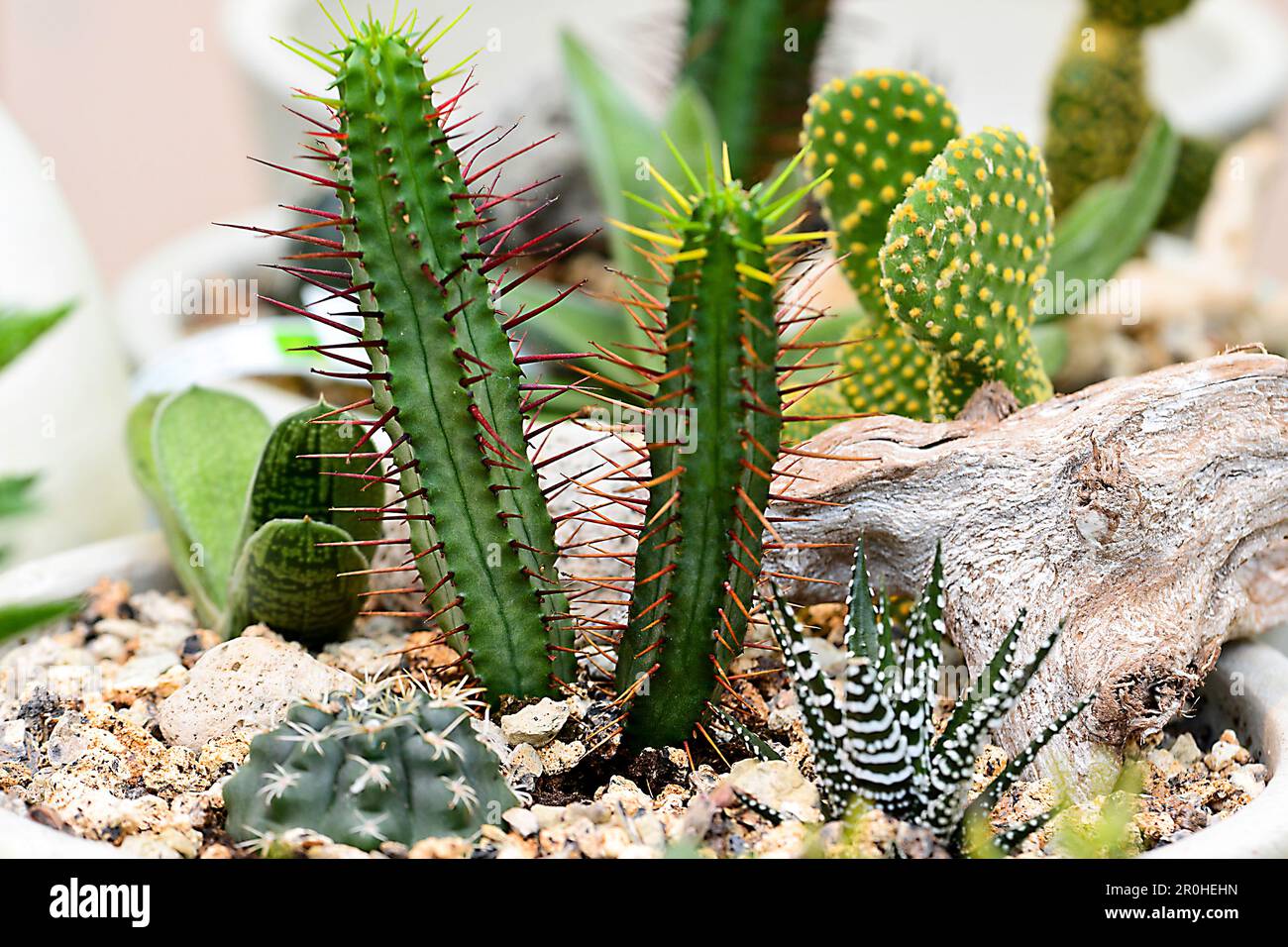 Glasshouse succulent plants in hi-res stock photography and images - Alamy