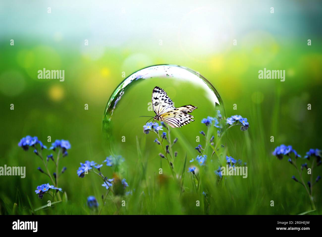 butterfly in a soap bubble in a meadow with forget-me-nots, composing Stock Photo - Alamy