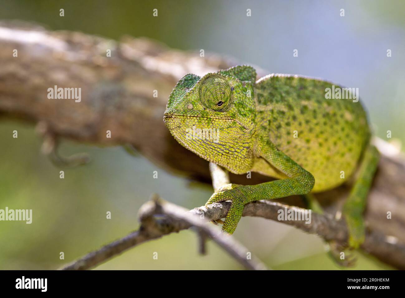 Mediterranean chameleon, African chameleon, common chameleon (Chamaeleo ...