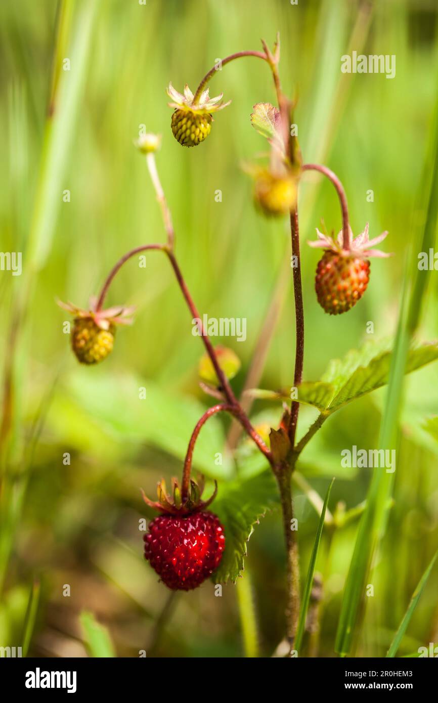 wild strawberry, woodland strawberry, wood strawberry (Fragaria vesca ...