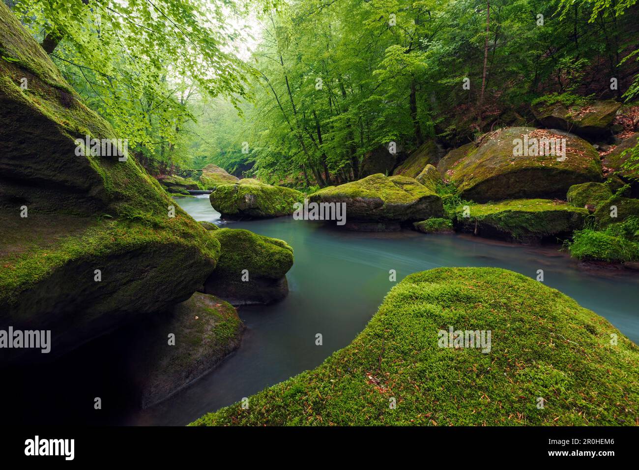 River Kamnitz meandering in the Edmundsklamm in Spring through moss ...