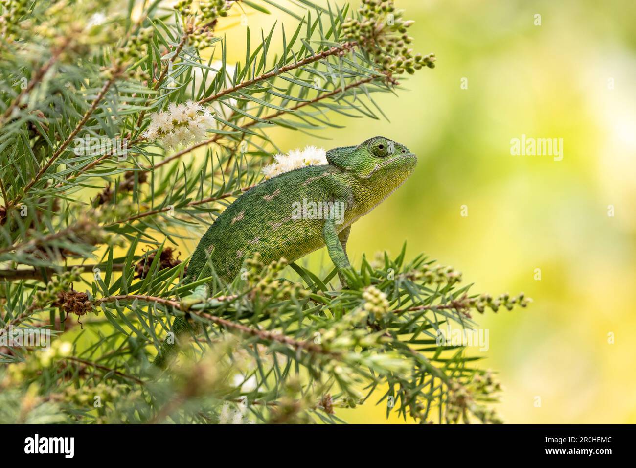 Mediterranean chameleon, African chameleon, common chameleon (Chamaeleo ...