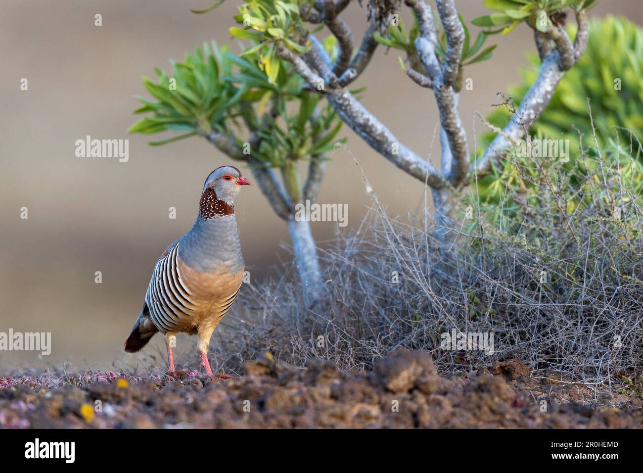 barbary partridge (Alectoris barbara), standing in semidesert besinde ...