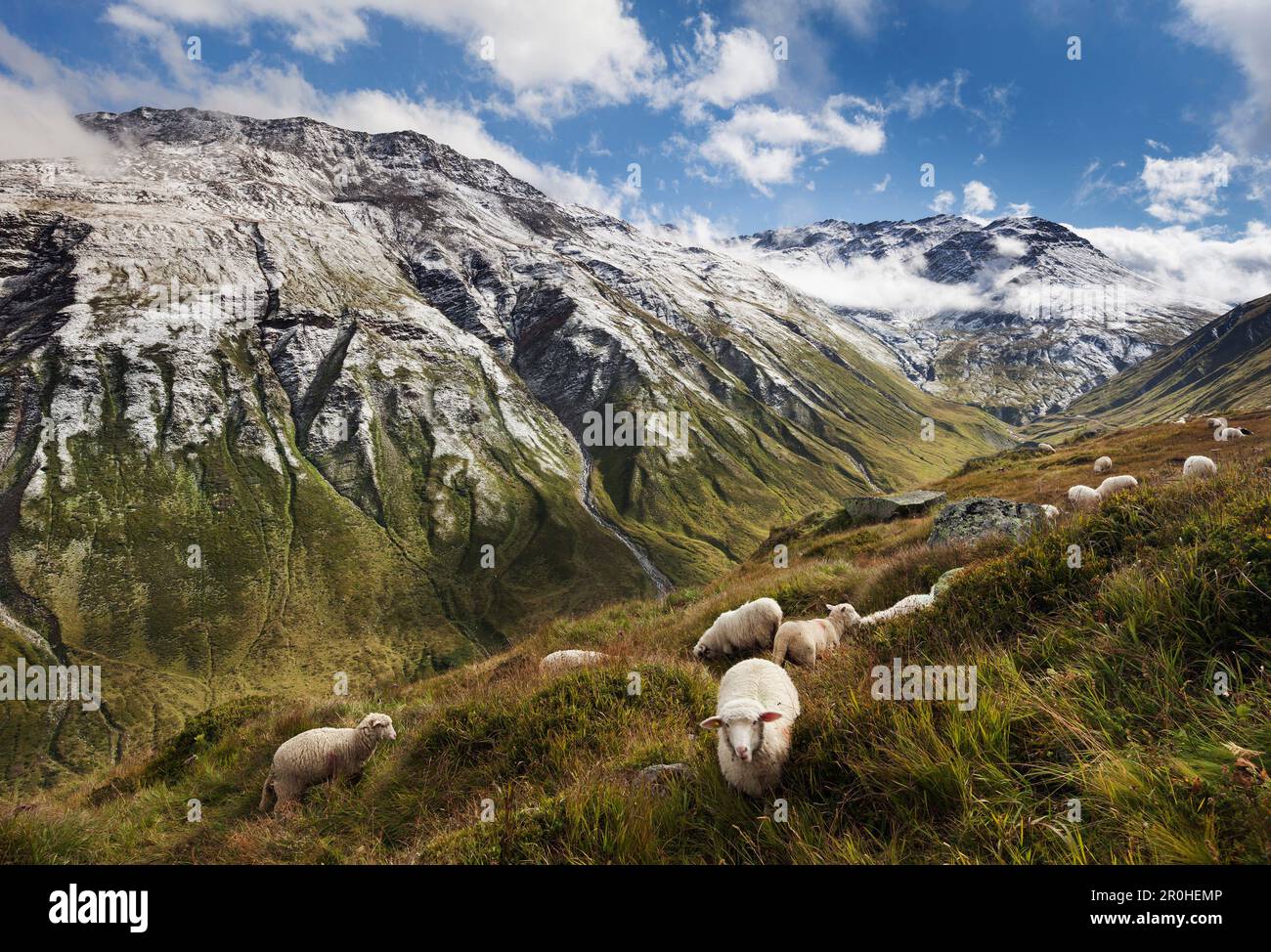 Sunlight over a mountain pasture with sheep and fresh-fallen snow on ...