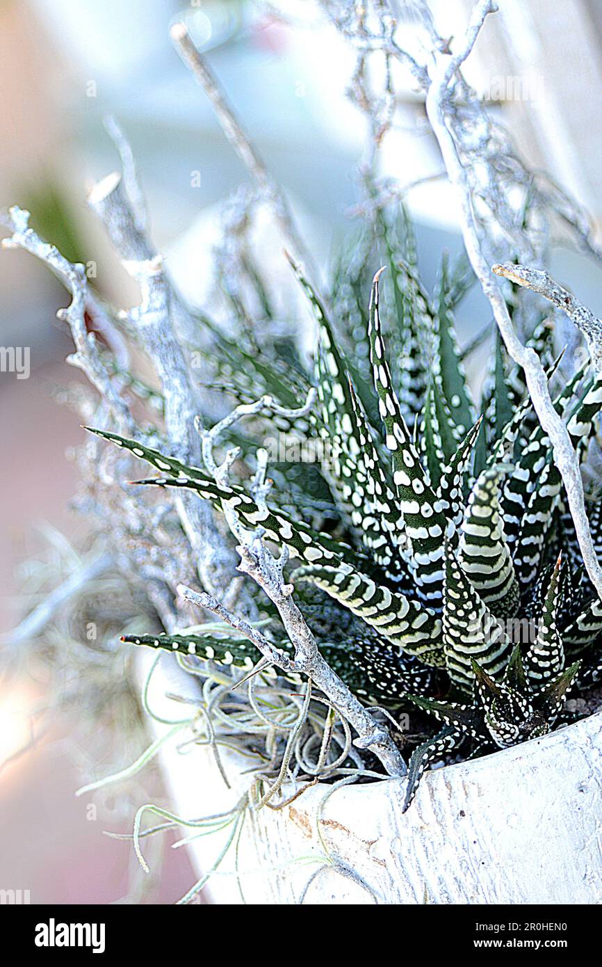 Zebra Plant (Haworthia fasciata 'Big Band', Haworthia fasciata Big Band ...