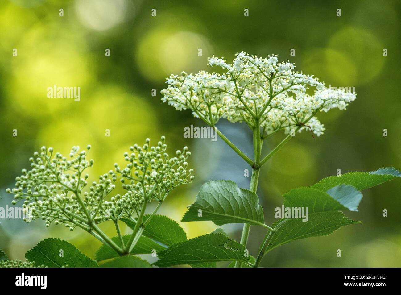 European black elder, Elderberry, Common elder (Sambucus nigra ...