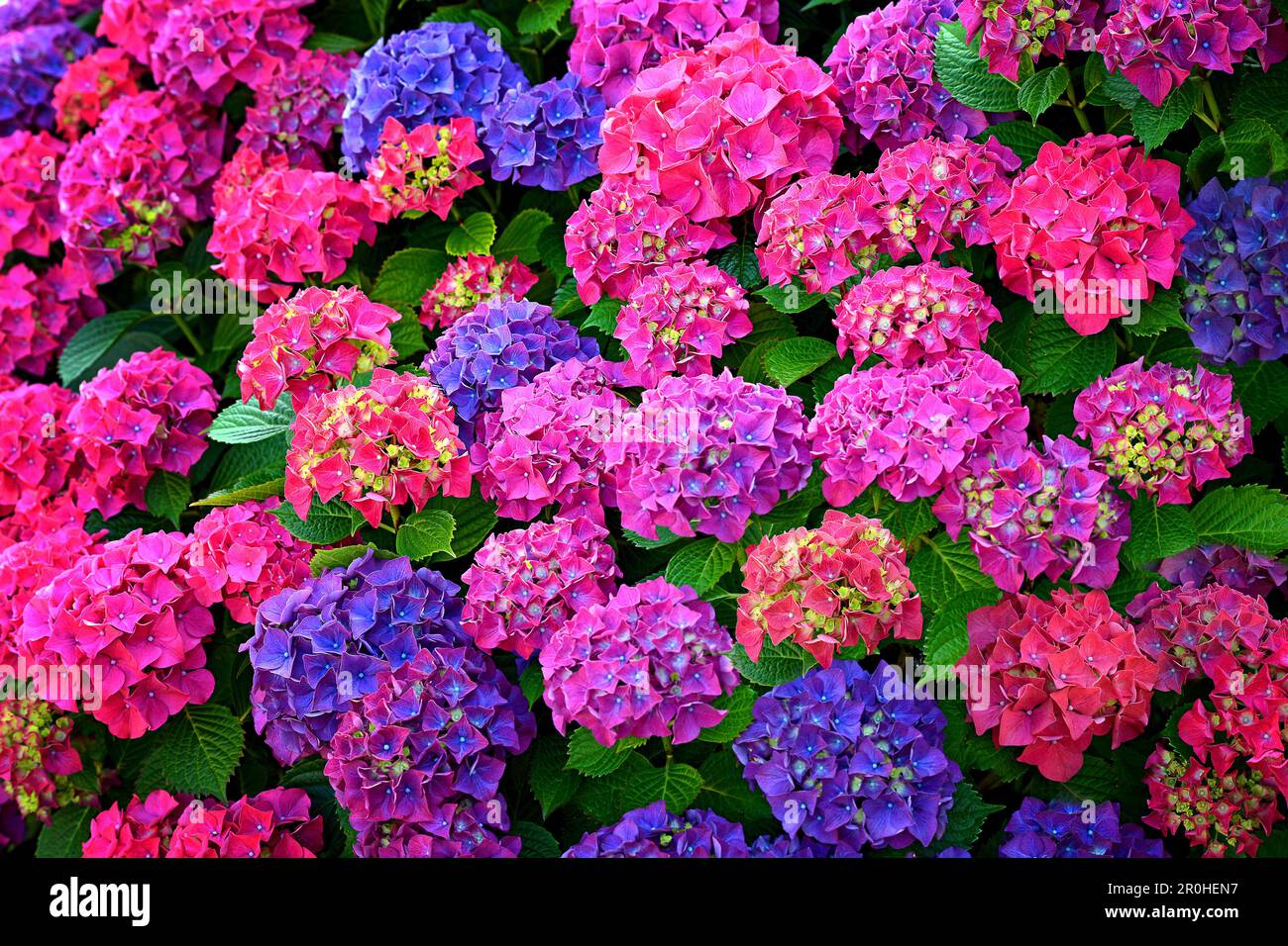Garden hydrangea, Lace cap hydrangea (Hydrangea macrophylla), blooming ...