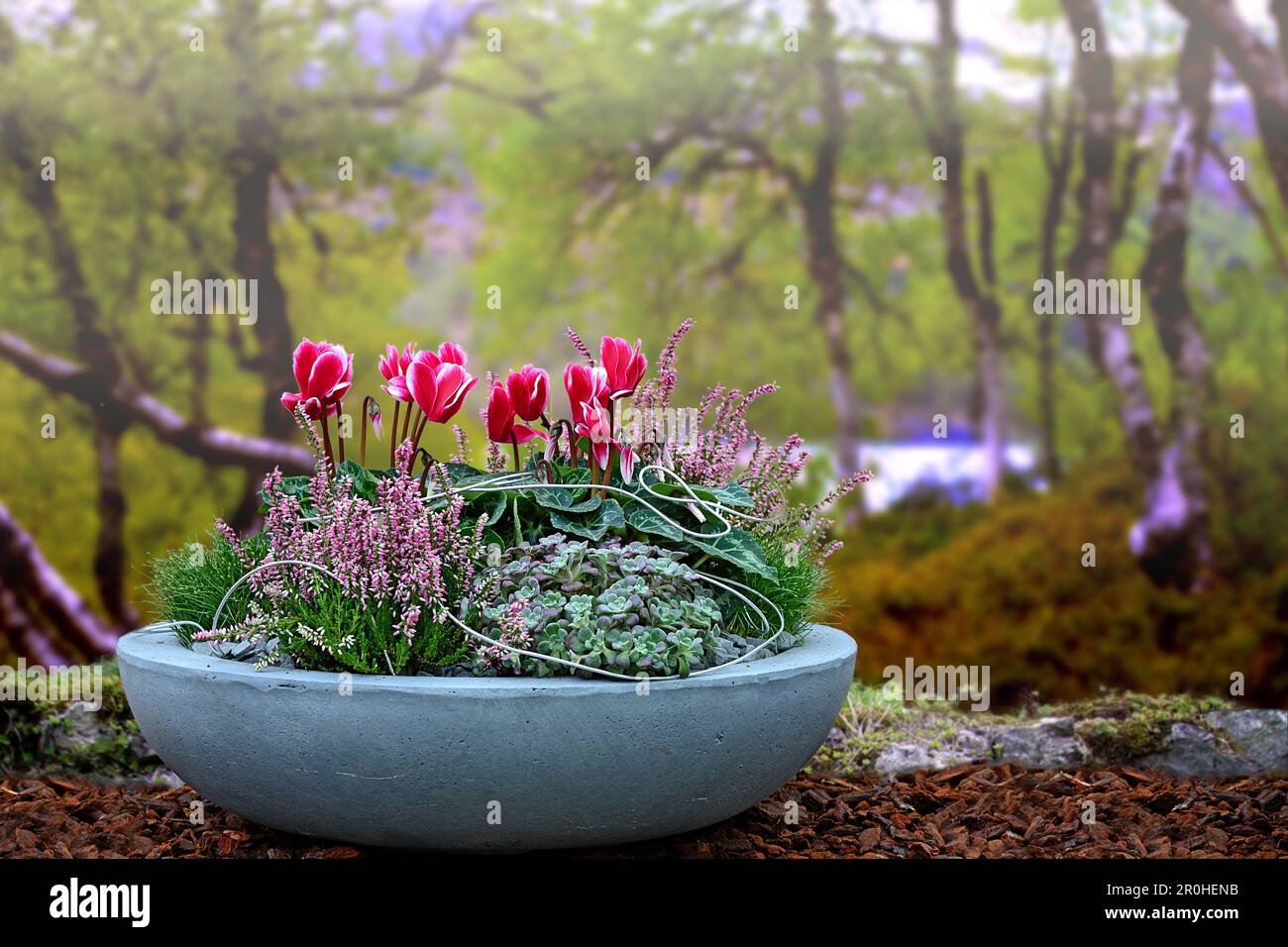 Florists Cyclamen (Cyclamen persicum), bowl with Heather and cyclamen ...