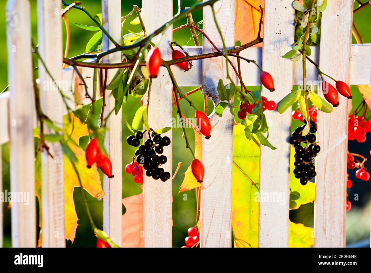 common privet, golden privet, wild privet, prim, European privet ...