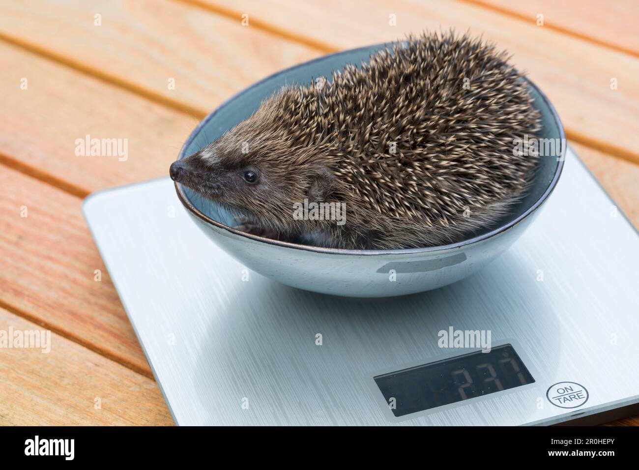 Western hedgehog, European hedgehog (Erinaceus europaeus), hedgehog on ...