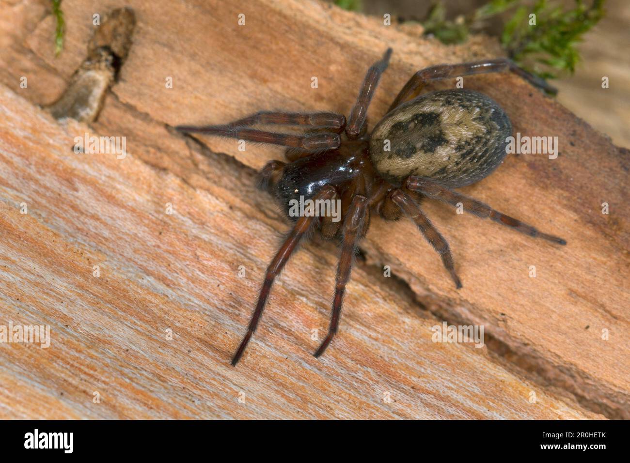 Lace weaver spider, lace-webbed spider, window lace weaver, House ... Lace weaver spider, lace-webbed spider, window lace weaver, House ...