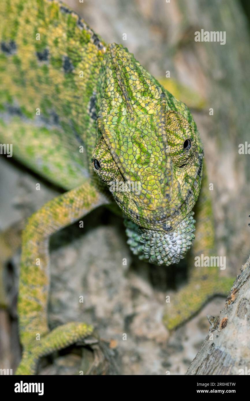 Mediterranean chameleon, African chameleon, common chameleon (Chamaeleo ...