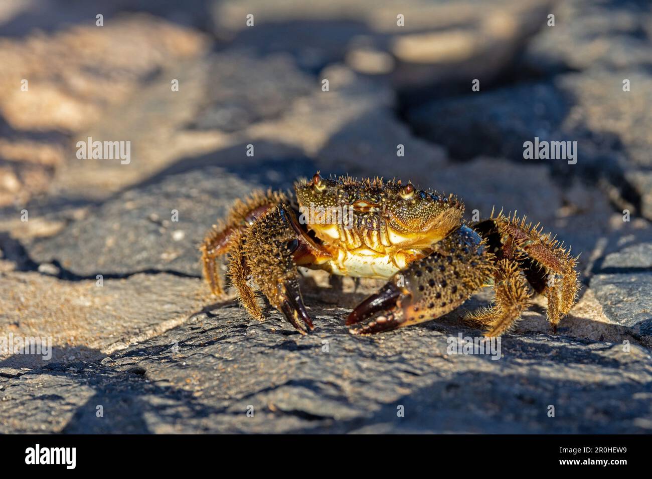 Xanthid crabs hi-res stock photography and images - Alamy