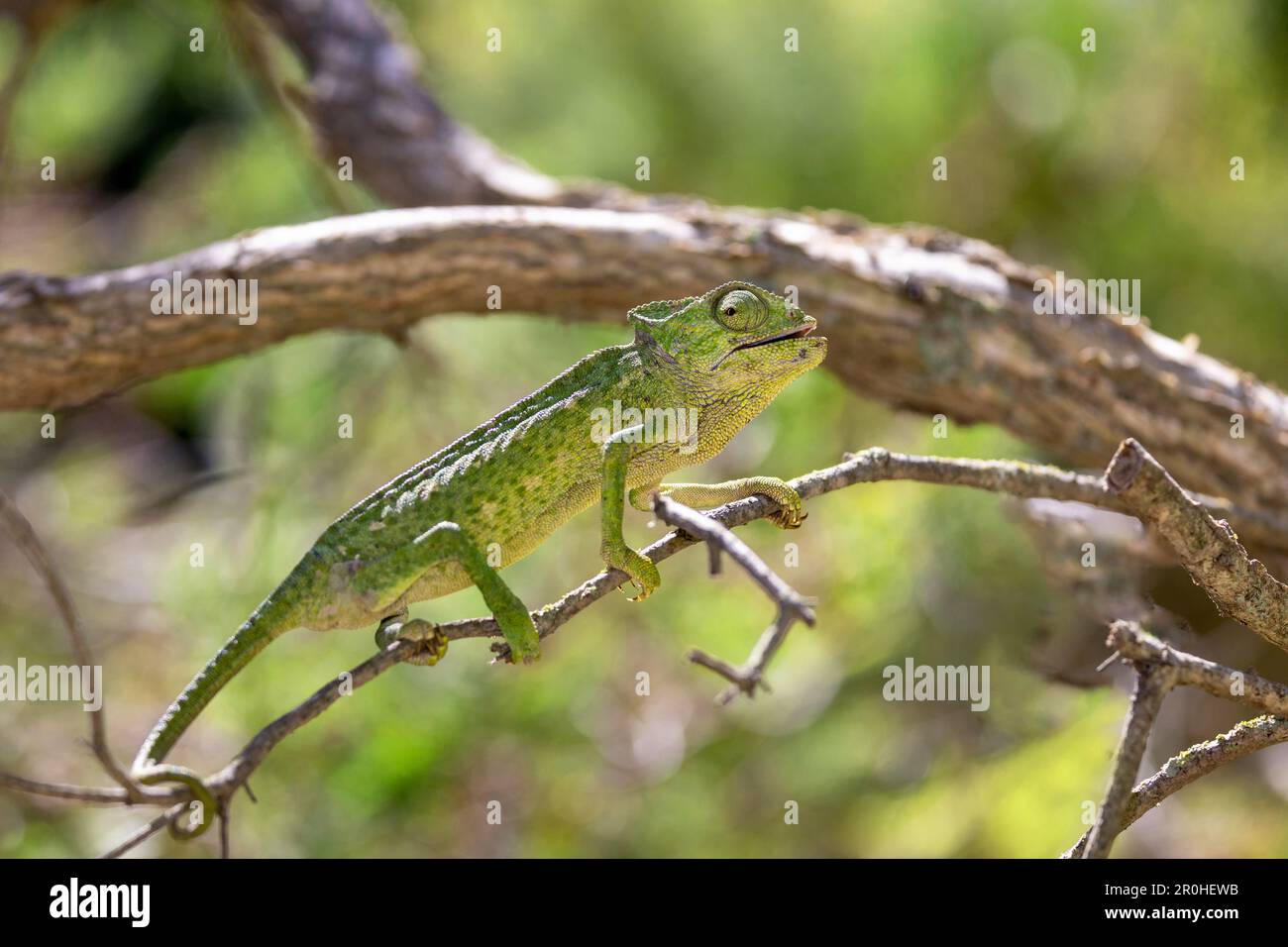 Mediterranean chameleon, African chameleon, common chameleon (Chamaeleo ...
