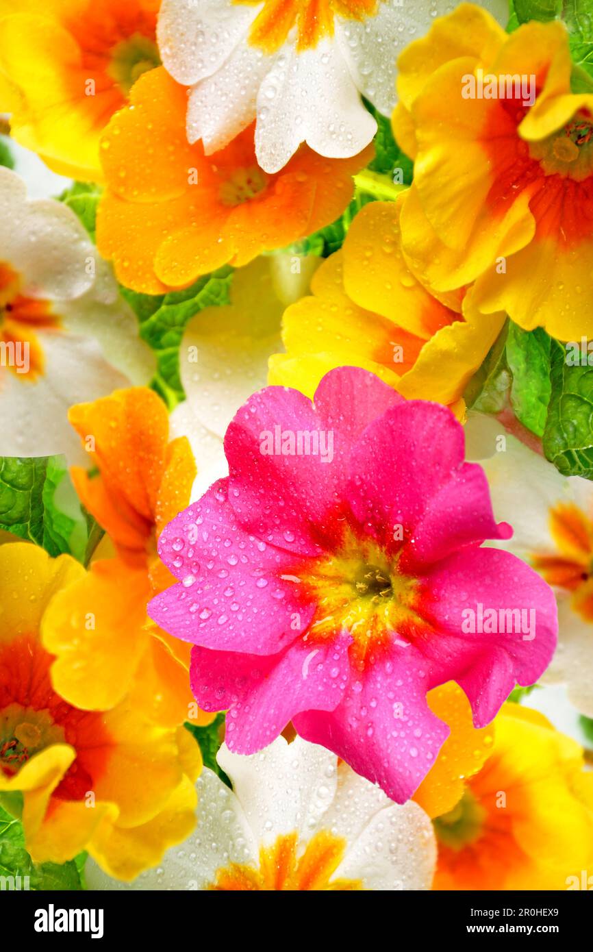 true English primrose (Primula acaulis, Primula vulgaris), different ...