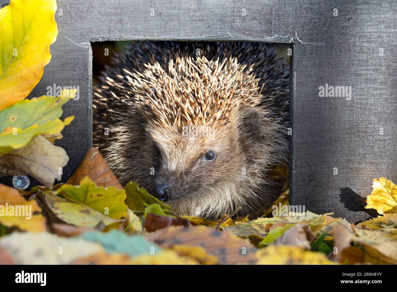 Western hedgehog, European hedgehog (Erinaceus europaeus), hedgehog ...