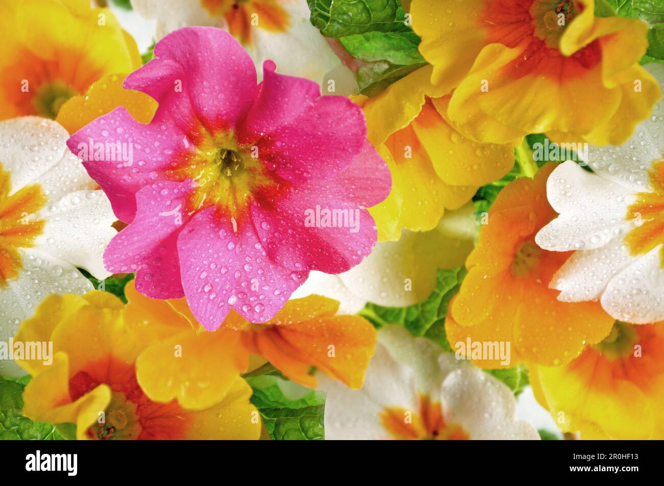 true English primrose (Primula acaulis, Primula vulgaris), primrose ...