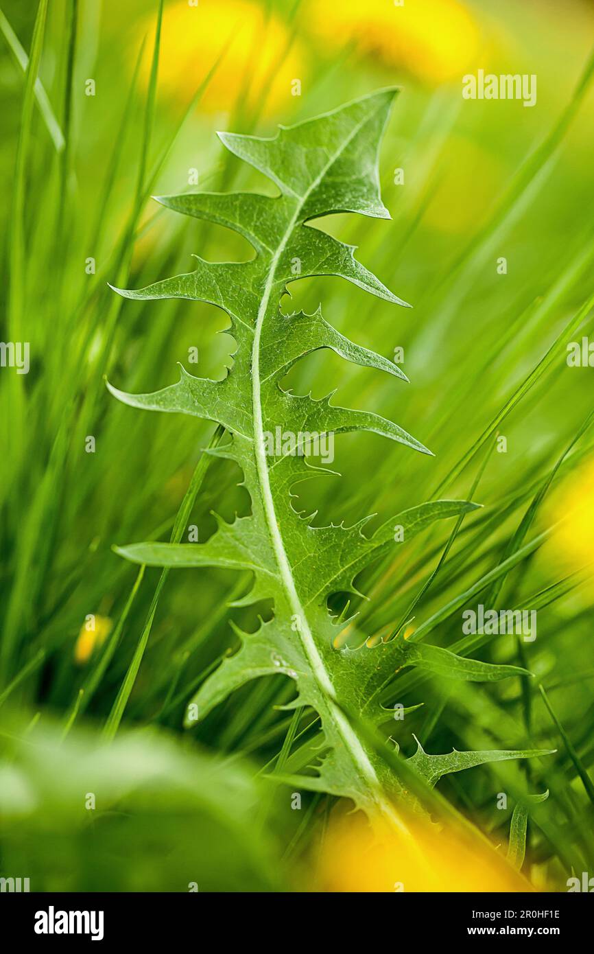 Rough hawk's-beard (Crepis biennis), leaf, Germany Stock Photo - Alamy