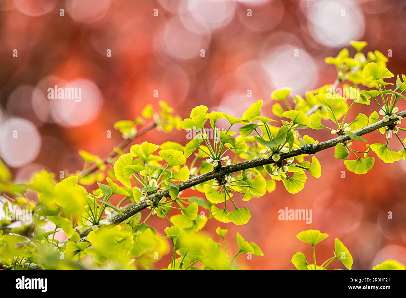 maidenhair tree, Ginkgo Tree, Gingko Tree, Ginko Tree (Ginkgo biloba ...
