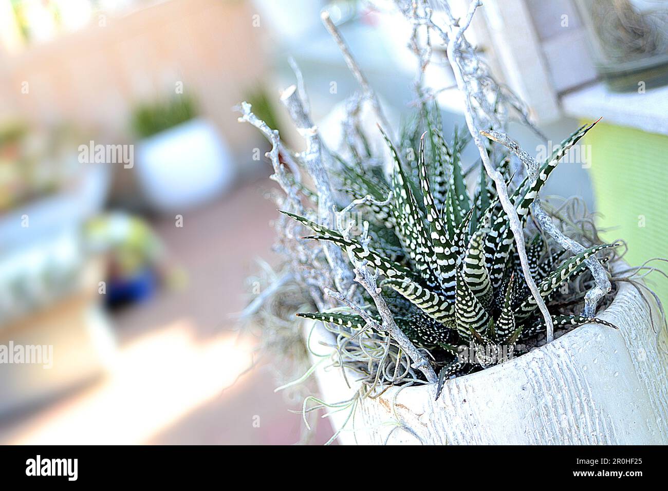 Zebra Plant (Haworthia fasciata 'Big Band', Haworthia fasciata Big Band ...