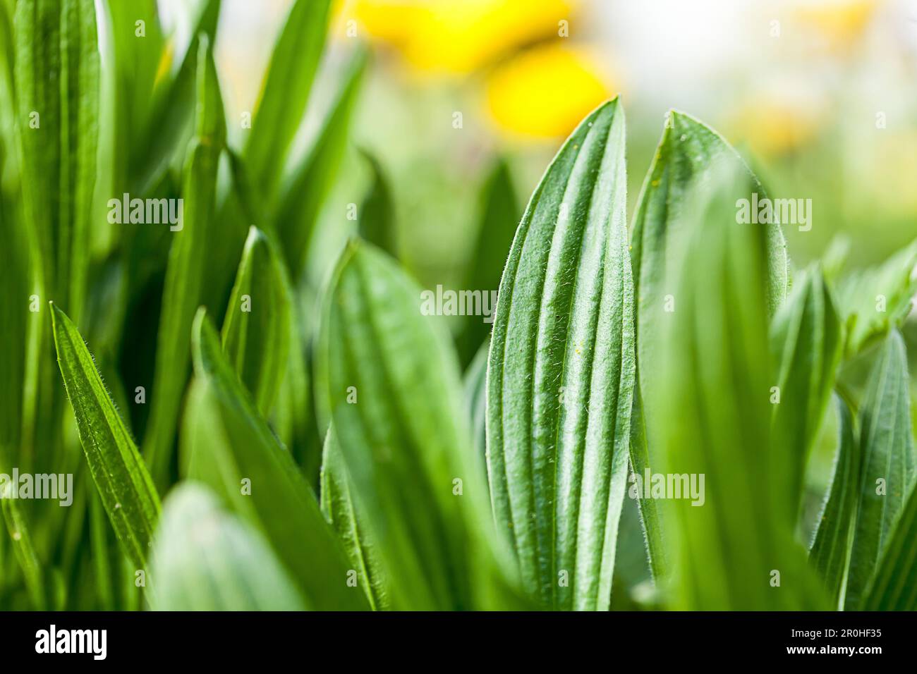 buckhorn plantain, English plantain, ribwort plantain, rib grass ...