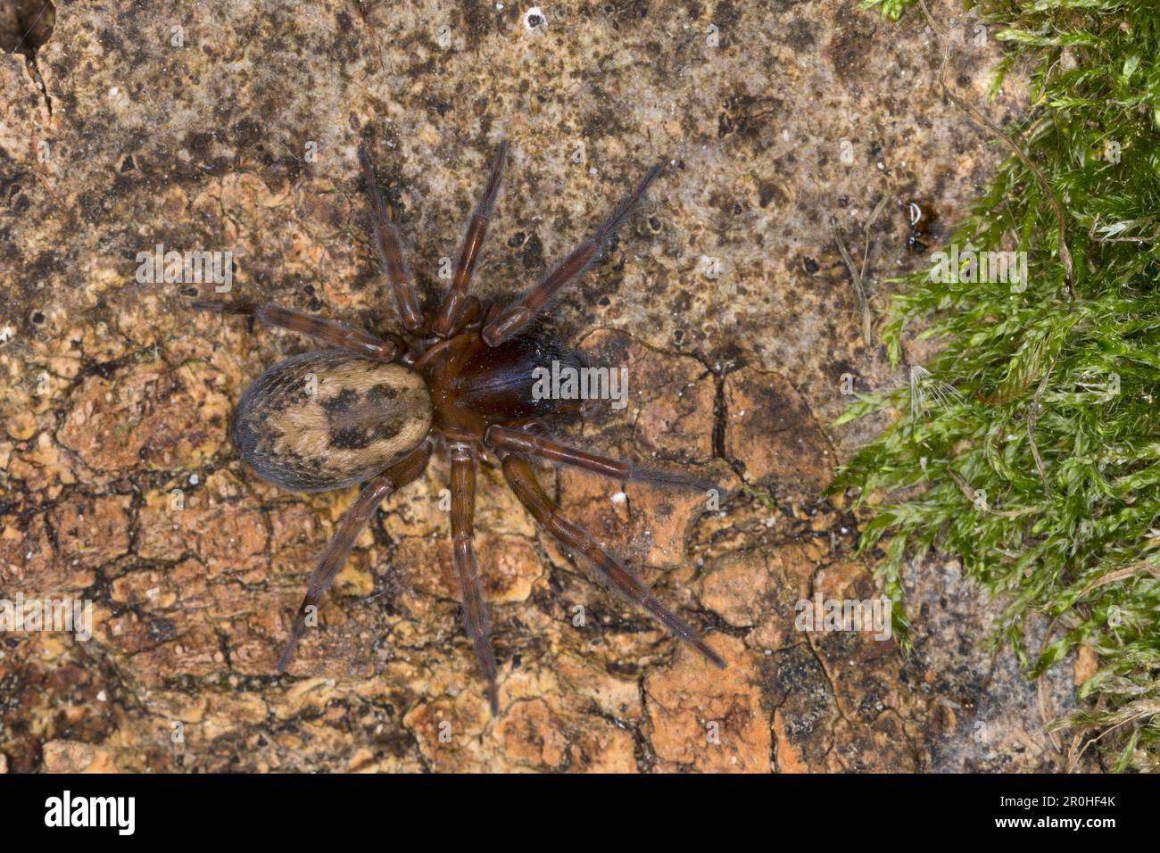 Lace weaver spider, lace-webbed spider, window lace weaver, House ...