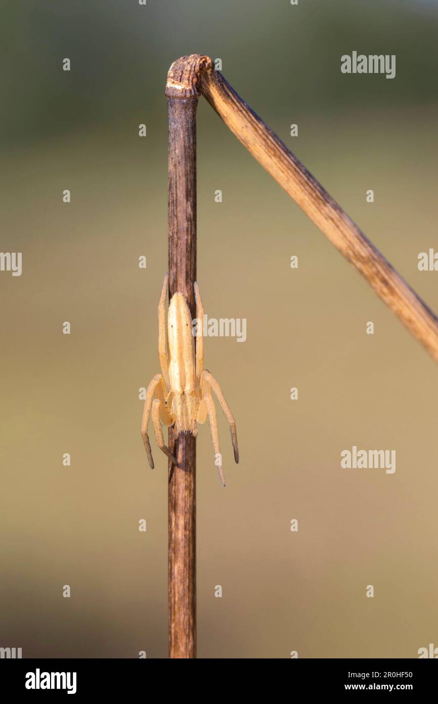 running crab spider, philodromid, philodromid spider (Tibellus oblongus ...