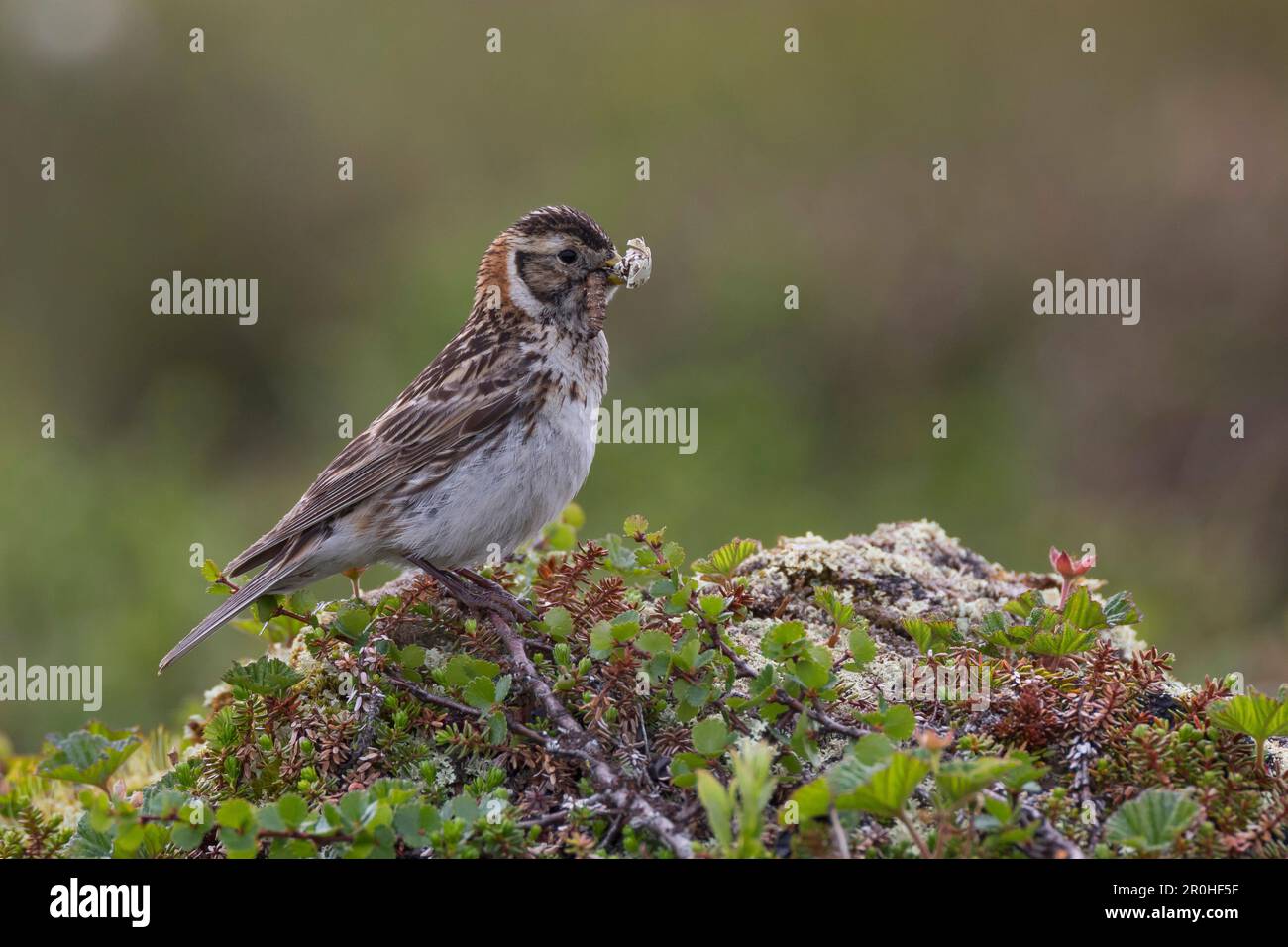 Lapland bunting (Calcarius lapponicus), female in breeding plumage wit ...