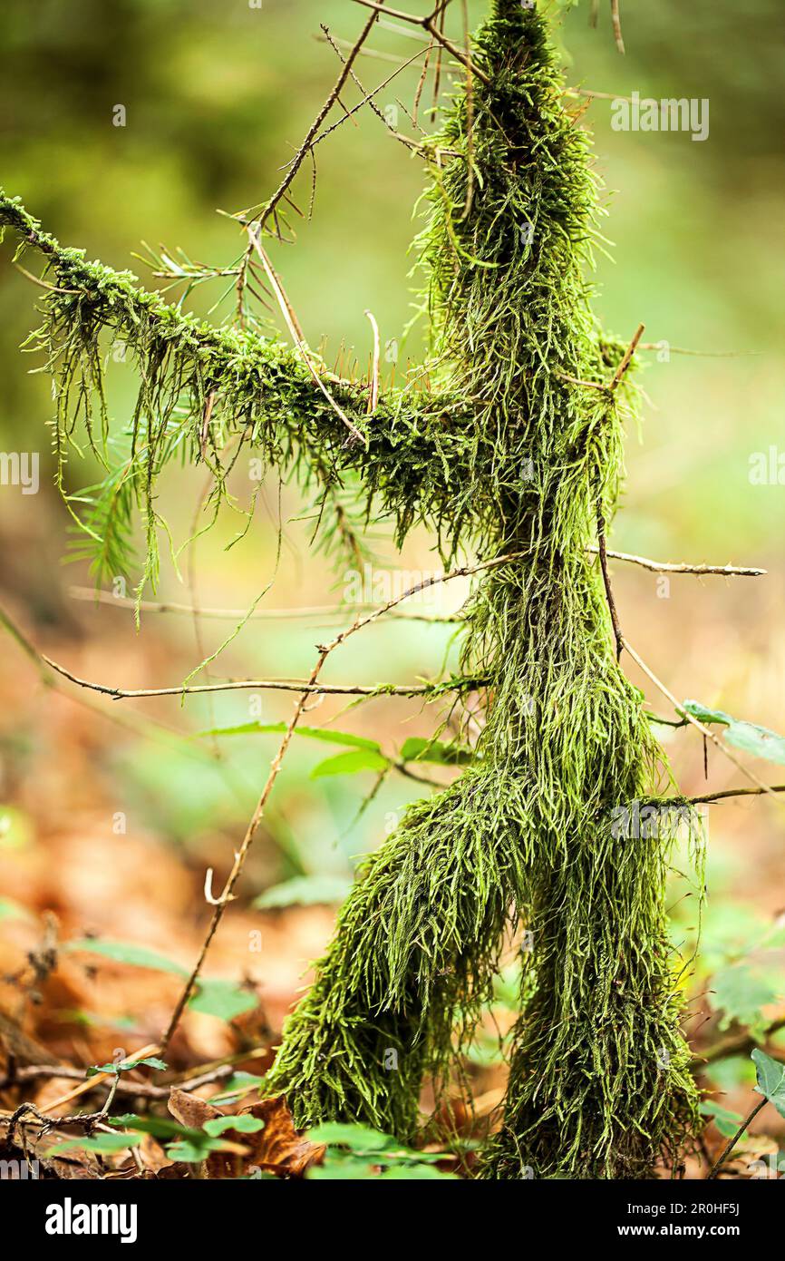 Thin forest hi-res stock photography and images - Alamy