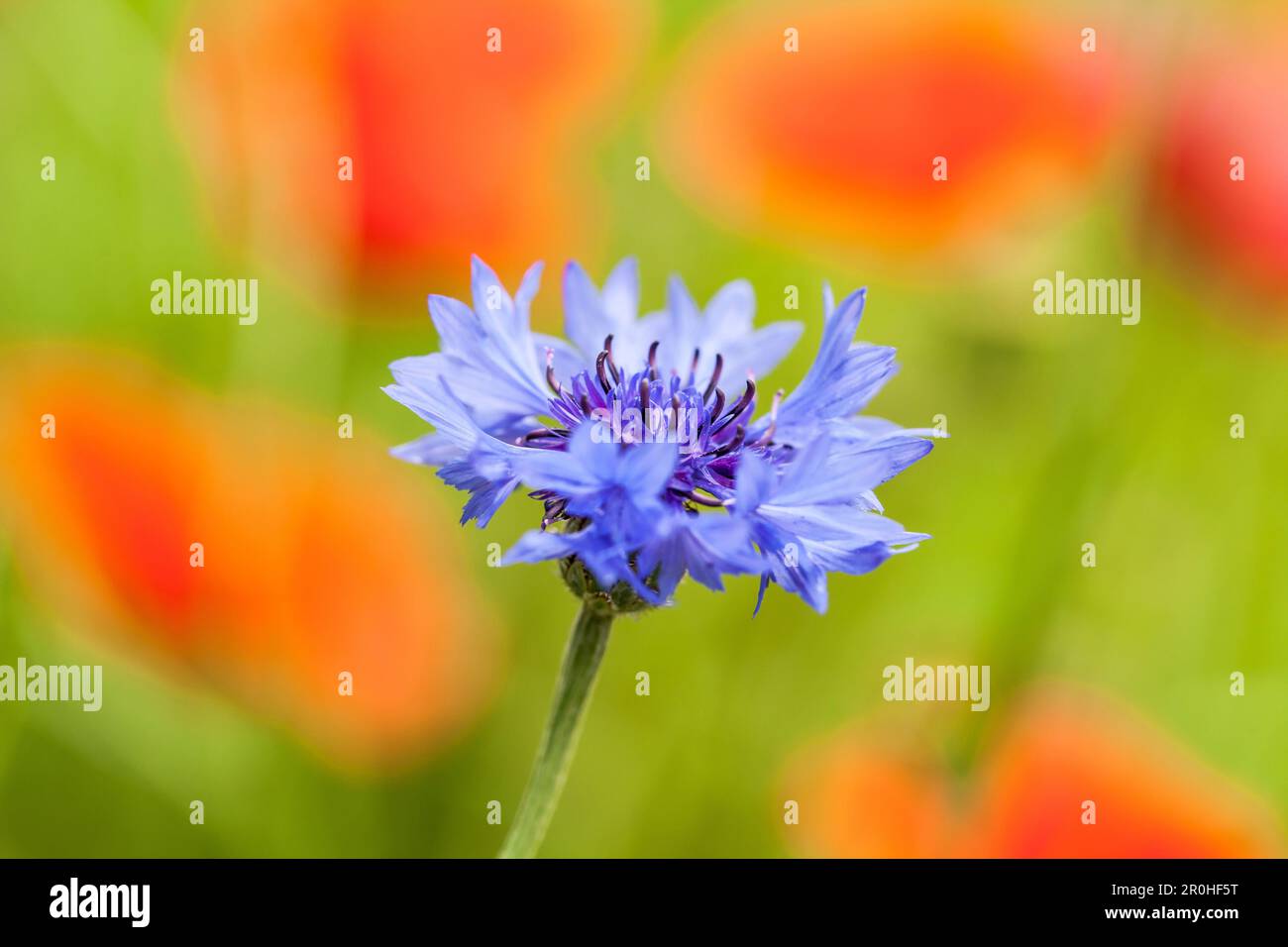 bluebottle, cornflower (Centaurea cyanus, Cyanus segetum ...