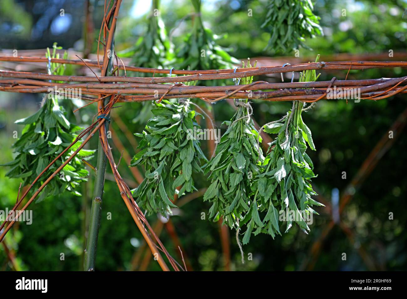 peppermint, hybrid-peppermint (Mentha x piperita, Mentha piperita, M ...