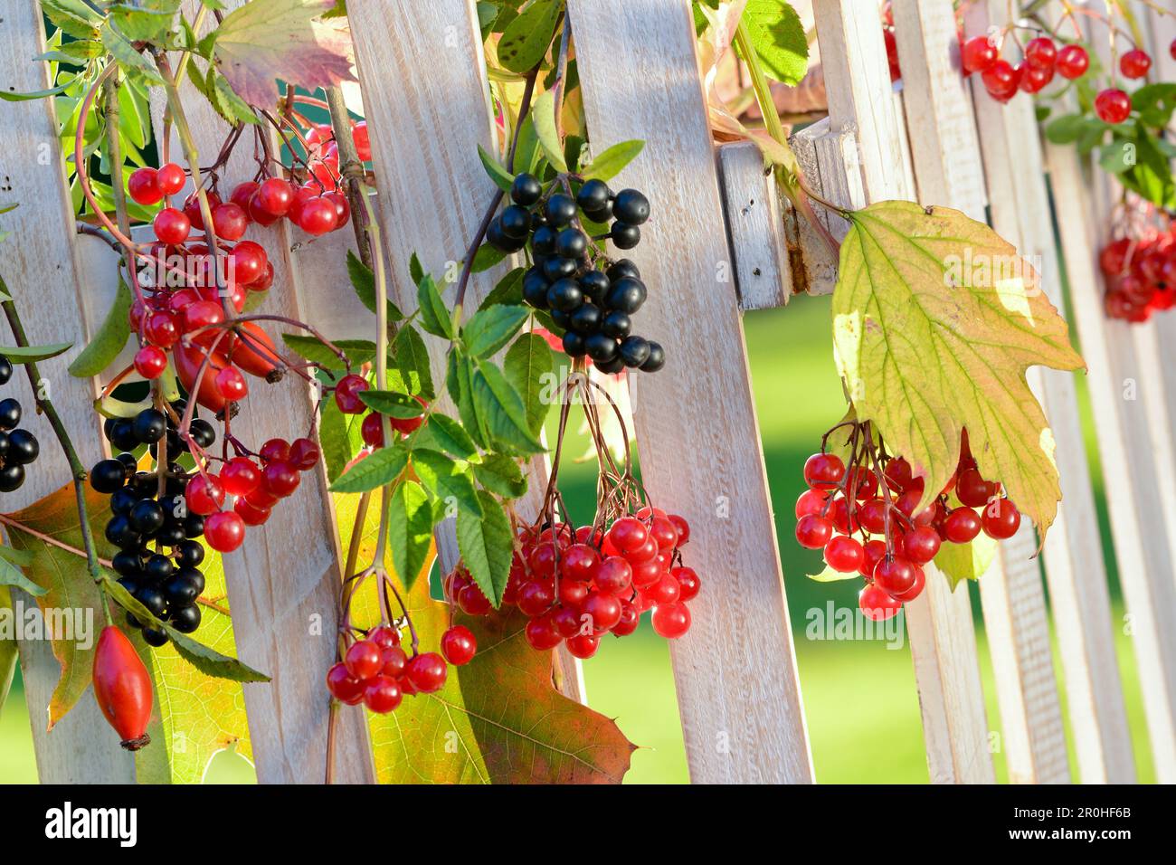 Red privet hi-res stock photography and images - Alamy