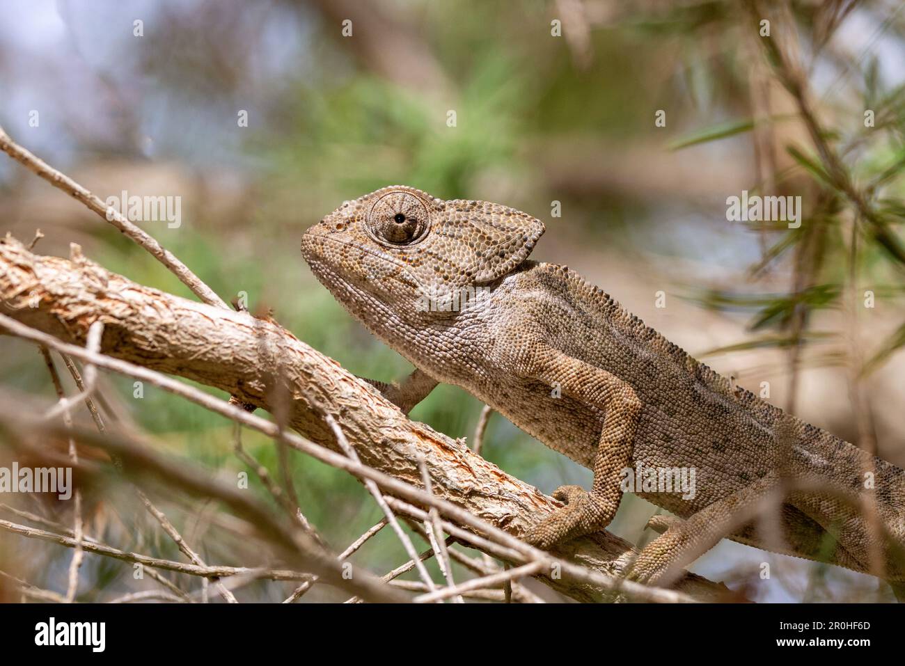 Mediterranean chameleon, African chameleon, common chameleon (Chamaeleo ...